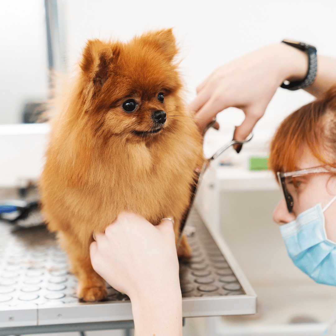 6 Tipos De Tosa do Lulu Da Pomerânia para pelagem saudável