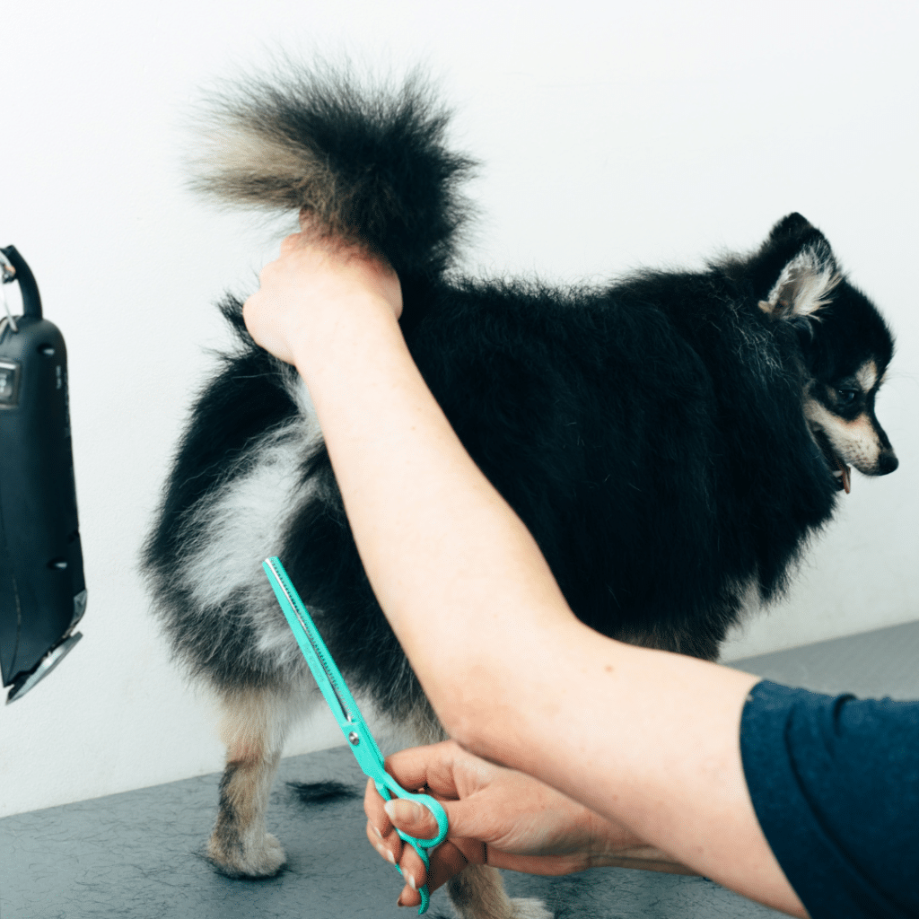6 Tipos De Tosa do Lulu Da Pomerânia para pelagem saudável