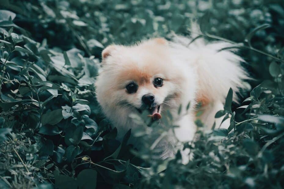 Spitz Alemão: A Raça De Cachorro Mais Popular Do Momento 2023